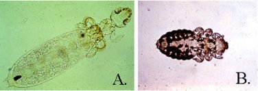 Lice of Guinea Pigs – College of Veterinary Medicine