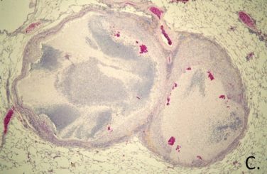 Mycoplasma pulmonis – College of Veterinary Medicine