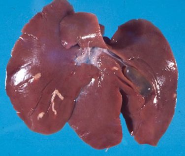 Cysticercus pisiformis (larval form) – College of Veterinary Medicine