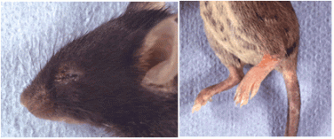 Ectromelia Virus (Mousepox) – College of Veterinary Medicine