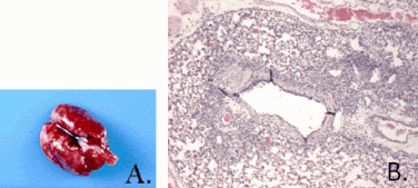 Sendai Virus – College of Veterinary Medicine