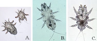 Fur Mites of Mice – College of Veterinary Medicine