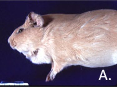 Cervical Lymphadenitis (Lumps) – College of Veterinary Medicine