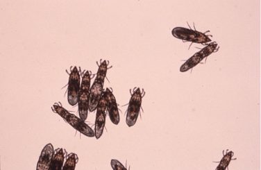 Fur Mites of Guinea Pigs – College of Veterinary Medicine