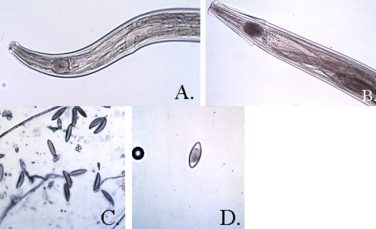Pinworms – College of Veterinary Medicine