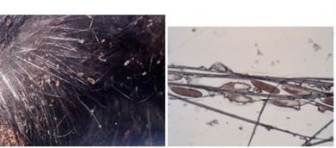 Lice of Mice – College of Veterinary Medicine