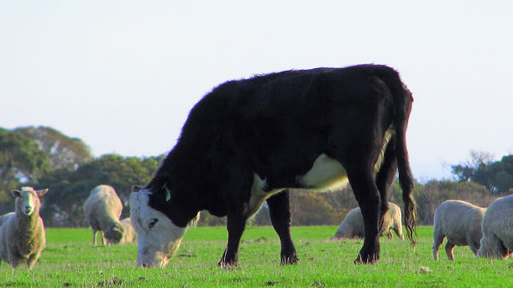 MU Study Shows How Brucellosis Impacts the Brain – College of ...