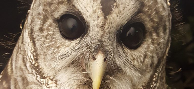 Raptor Facts // College of Veterinary Medicine