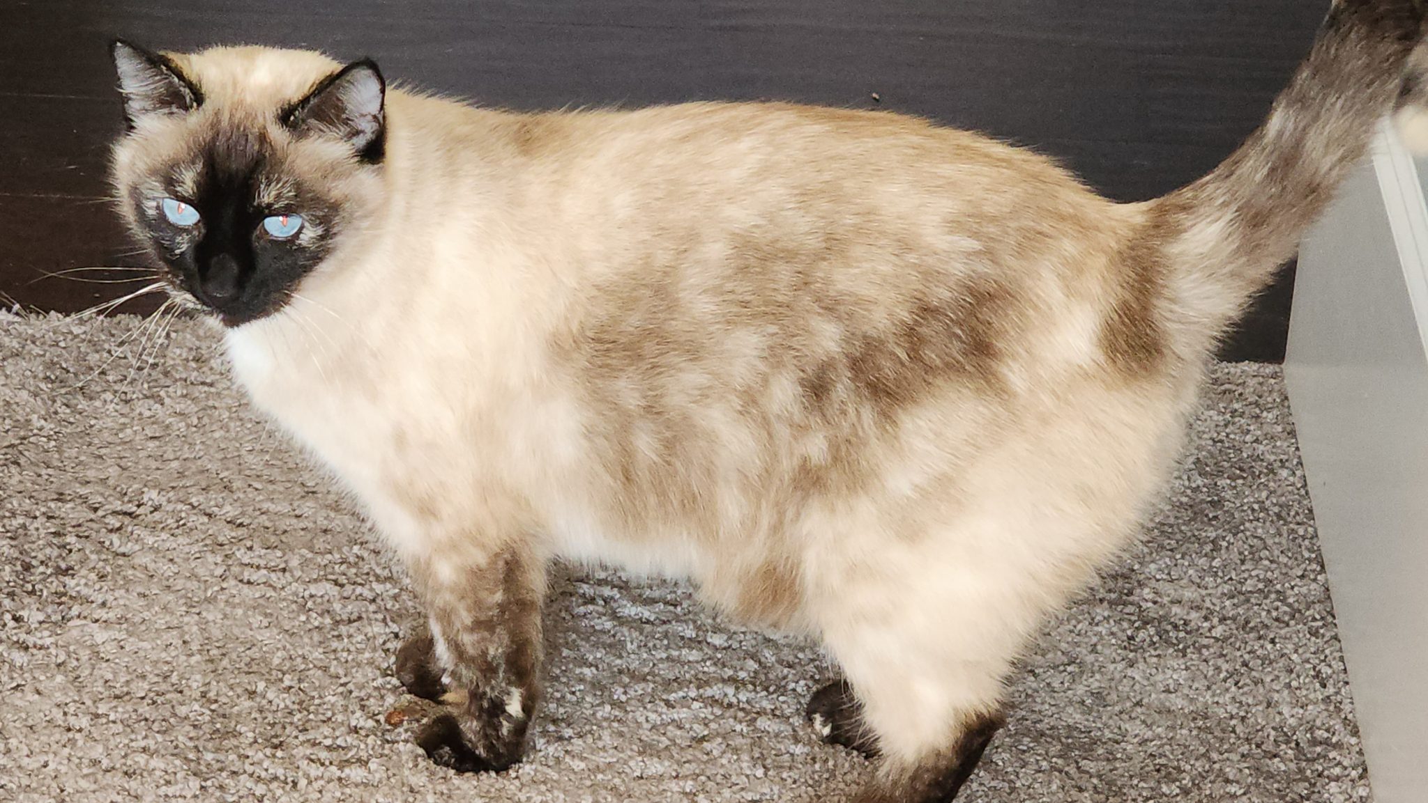 Silver (Inhibitor) Genetic Testing in Domestic Cat Breeds – College of ...