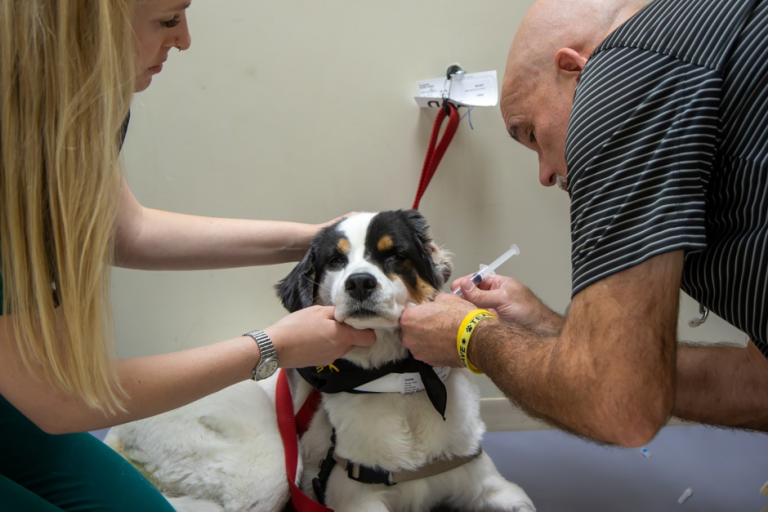 New therapy for dogs with cancer shows promise – College of Veterinary ...