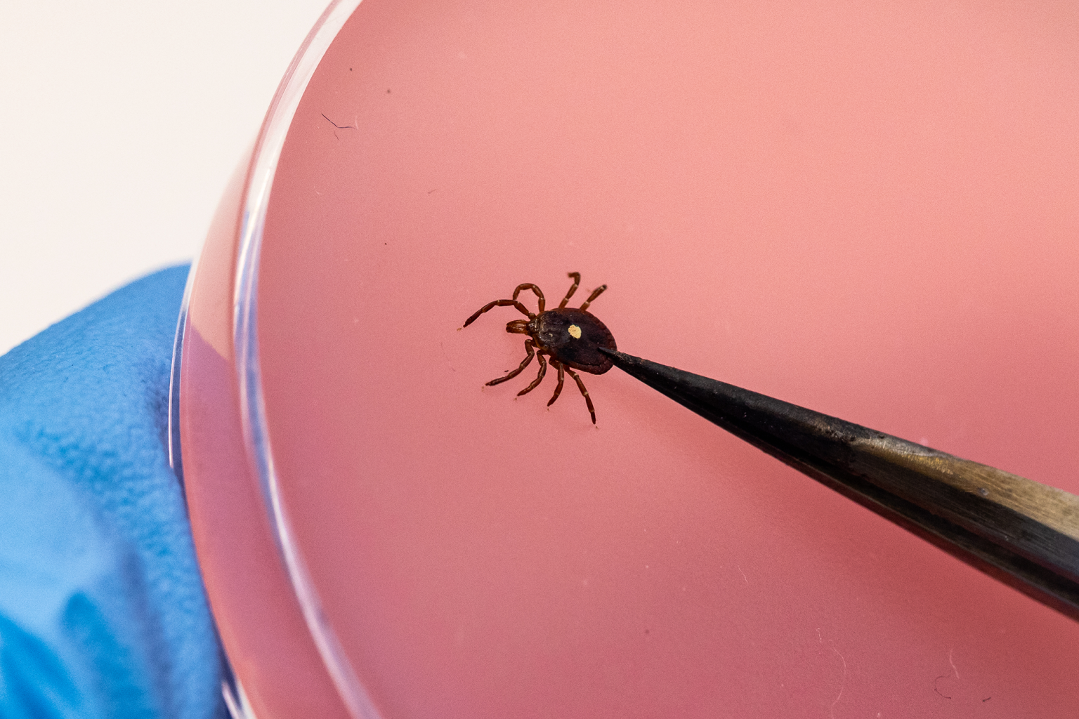 Fighting back against a dangerous tick-borne disease – College of ...