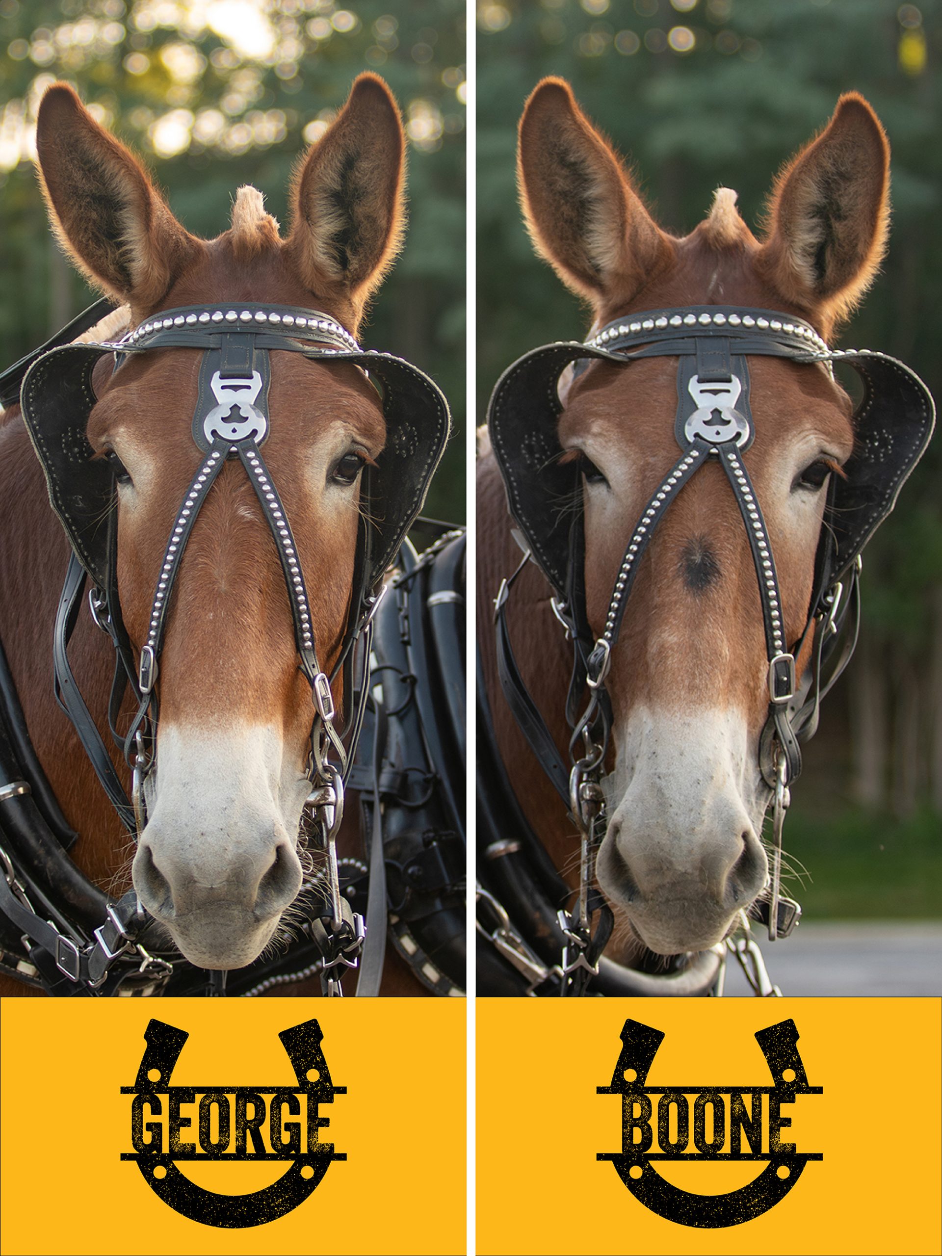 Meet the Mules – College of Veterinary Medicine
