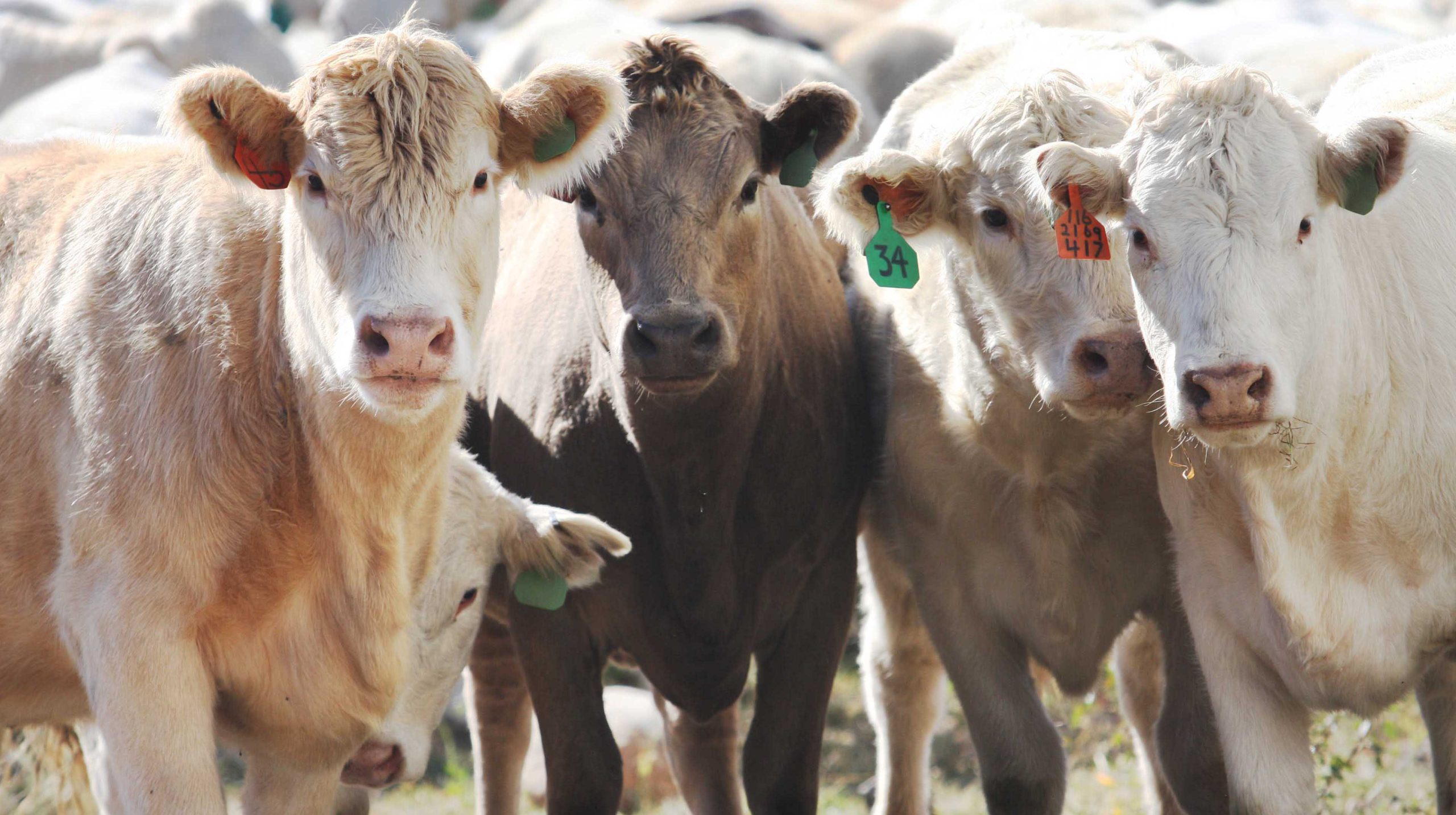 Mizzou College of Veterinary Medicine expands continuing education opportunities for ...