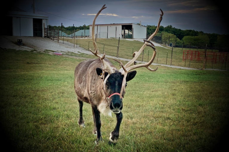 Noella’s miracle: Reindeer receives first-class care at Mizzou ...